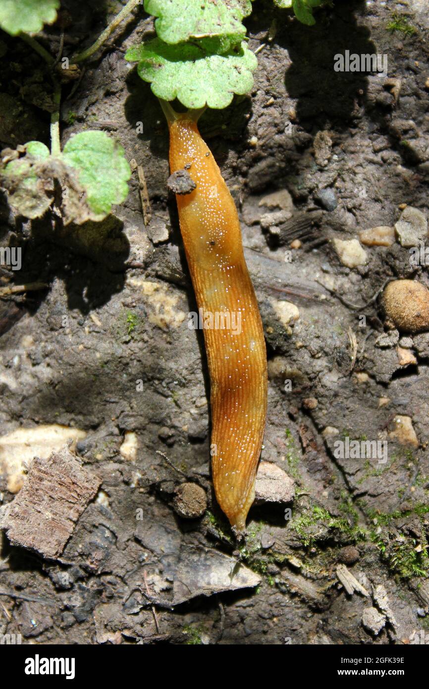 Orange slug crawling on the ground in the summer woods Stock Photo - Alamy