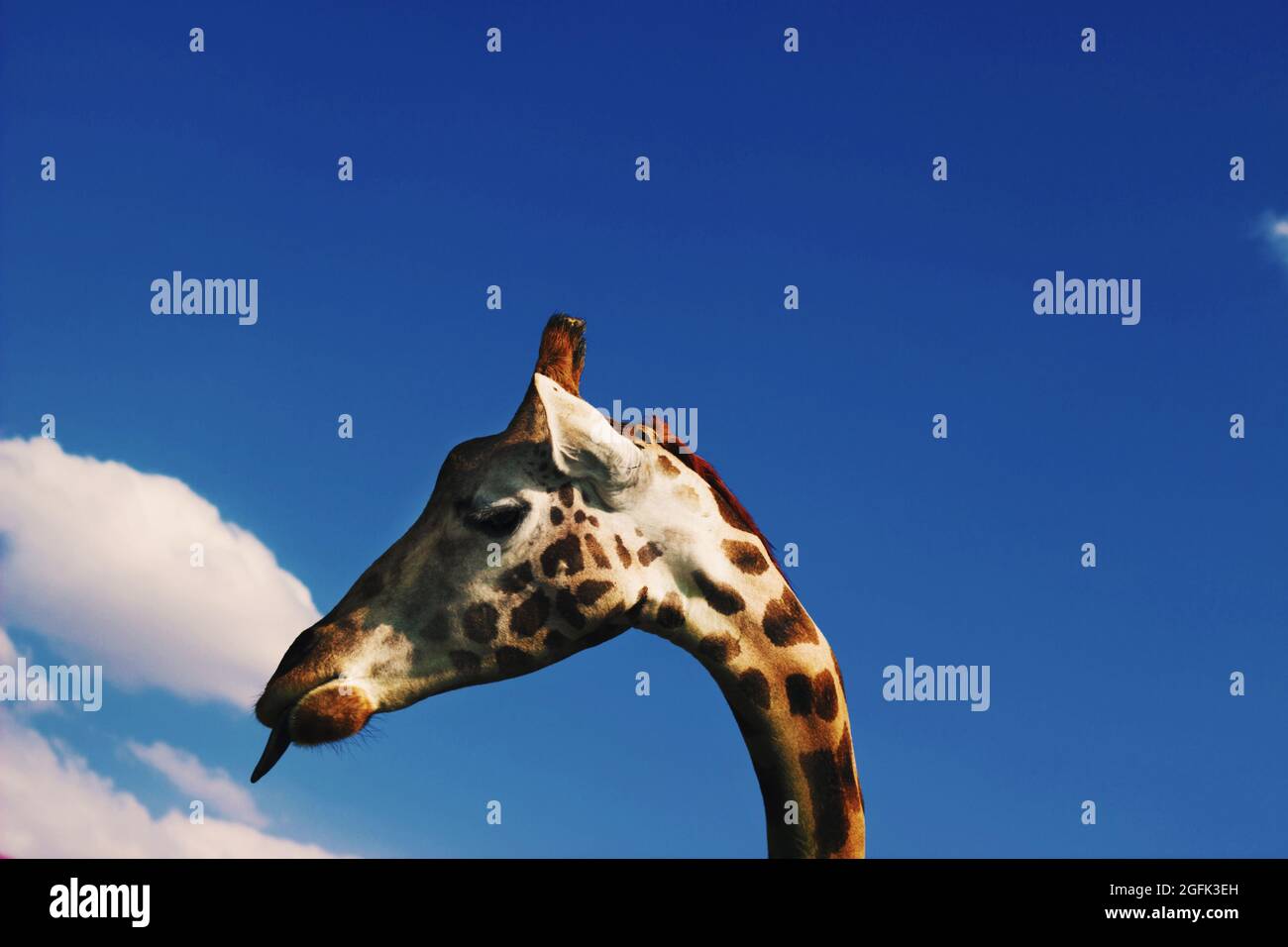 Tall boy hi-res stock photography and images - Alamy