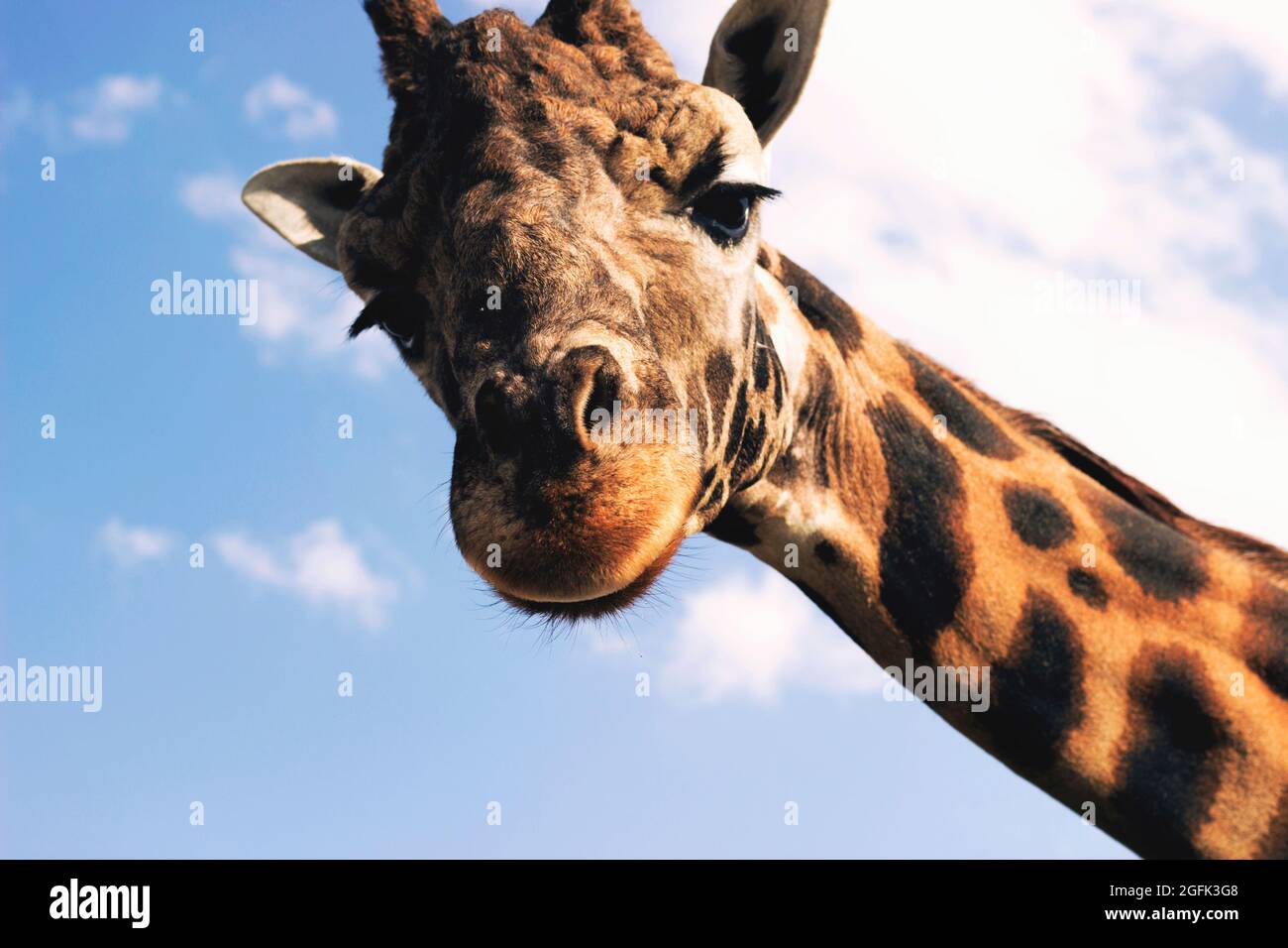 Tall boy hi-res stock photography and images - Alamy