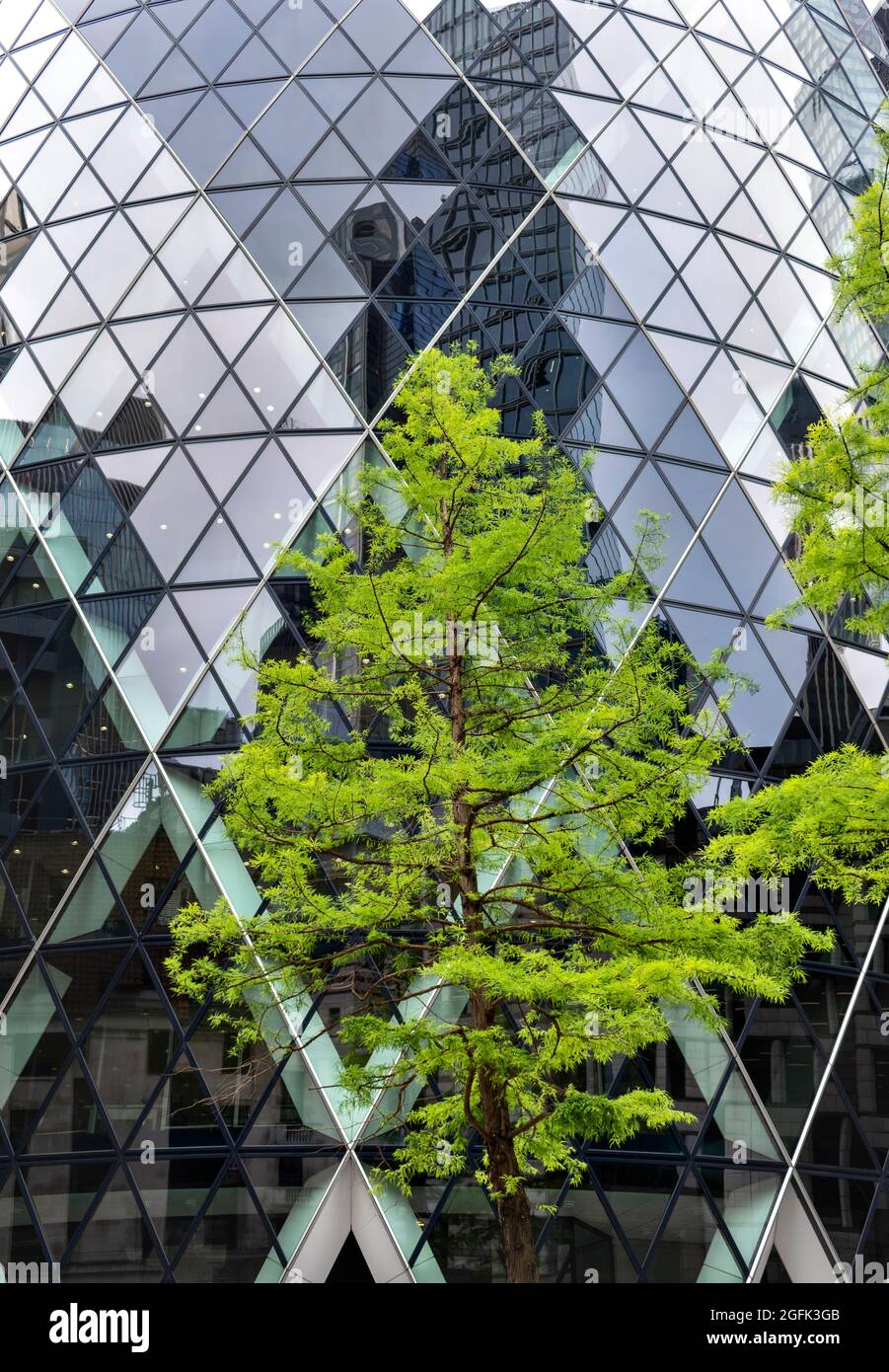 LONDON ST MARY AXE GREEN FIR TREE IN FRONT OF THE GHERKIN BUILDING ...