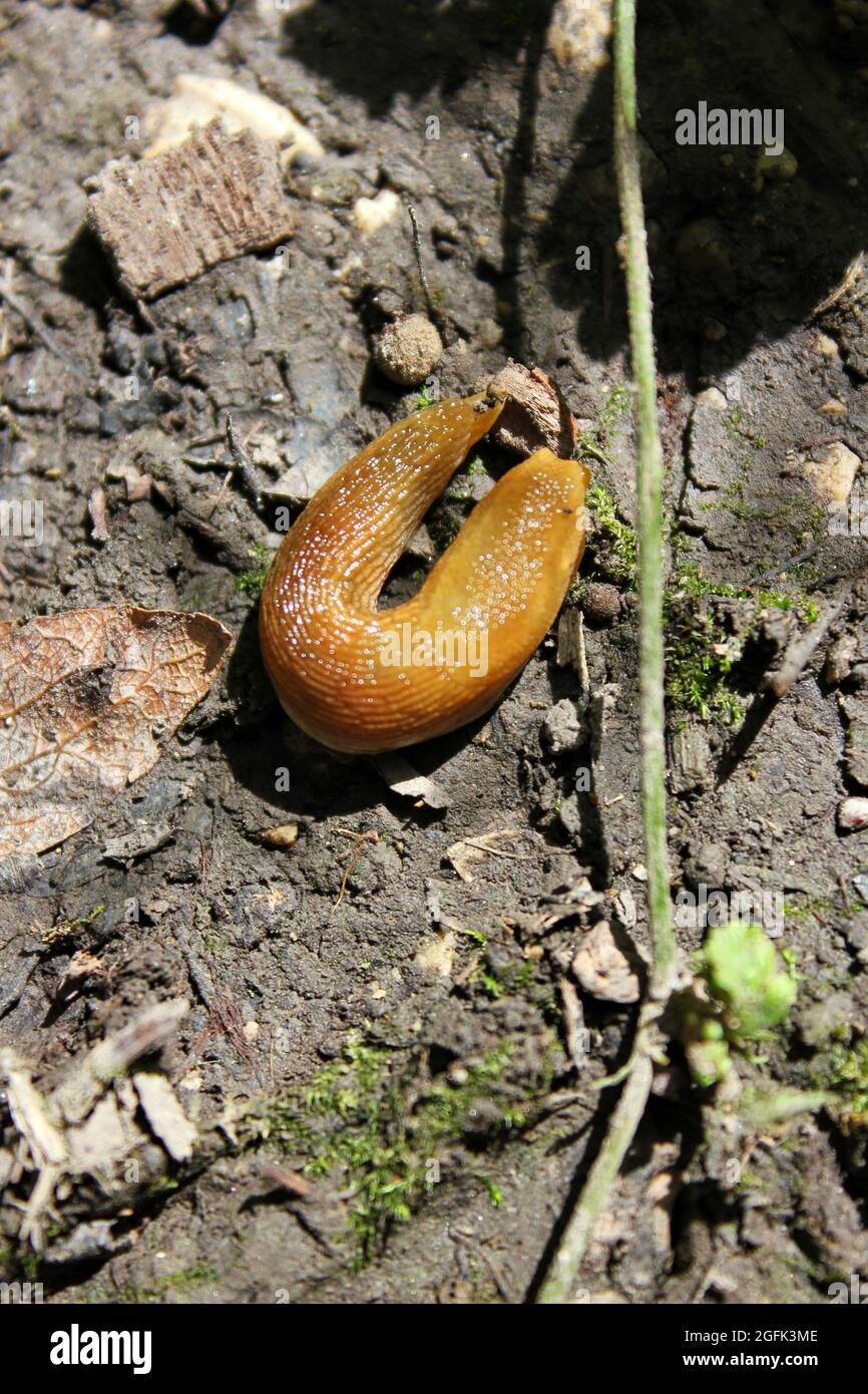 Orange slug crawling on the ground in the summer woods Stock Photo - Alamy