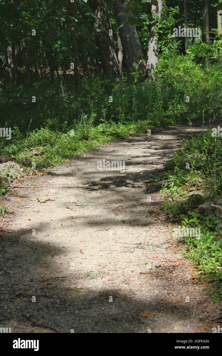 A worn walking path in the summer woods Stock Photo - Alamy