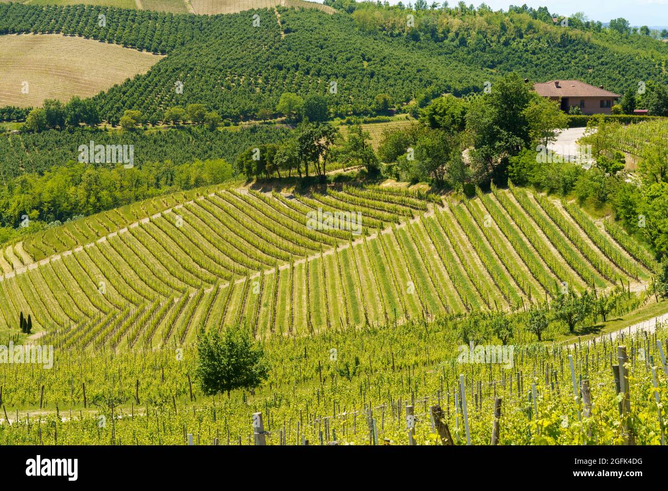 Rural landscape of vineyards at springtime in Langhe, Cuneo province ...