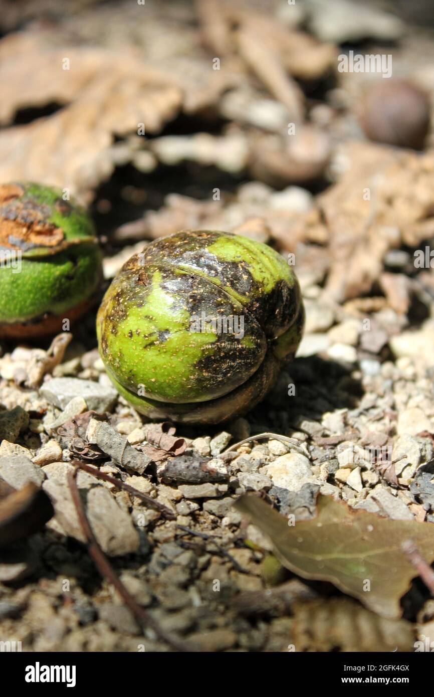 Green walnut seeds laying on the forest floor in the summer woods Stock ...