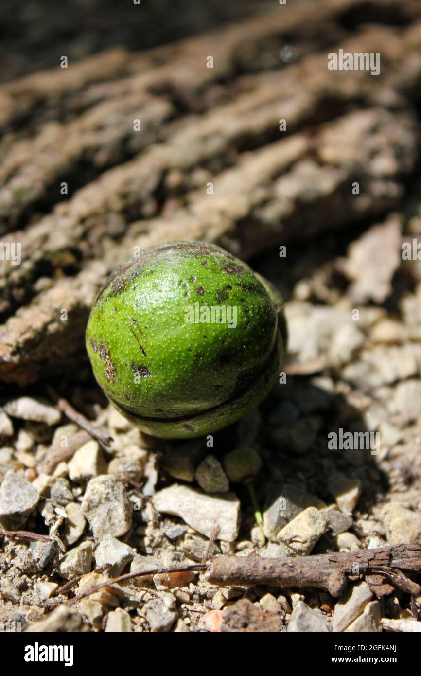 Green walnut seeds laying on the forest floor in the summer woods Stock ...