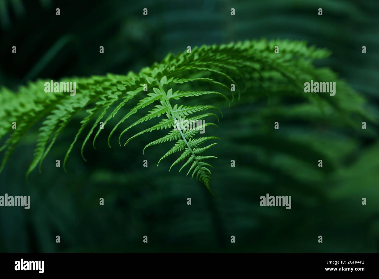 Close up background of fresh spring green fern leaves, low angle view ...