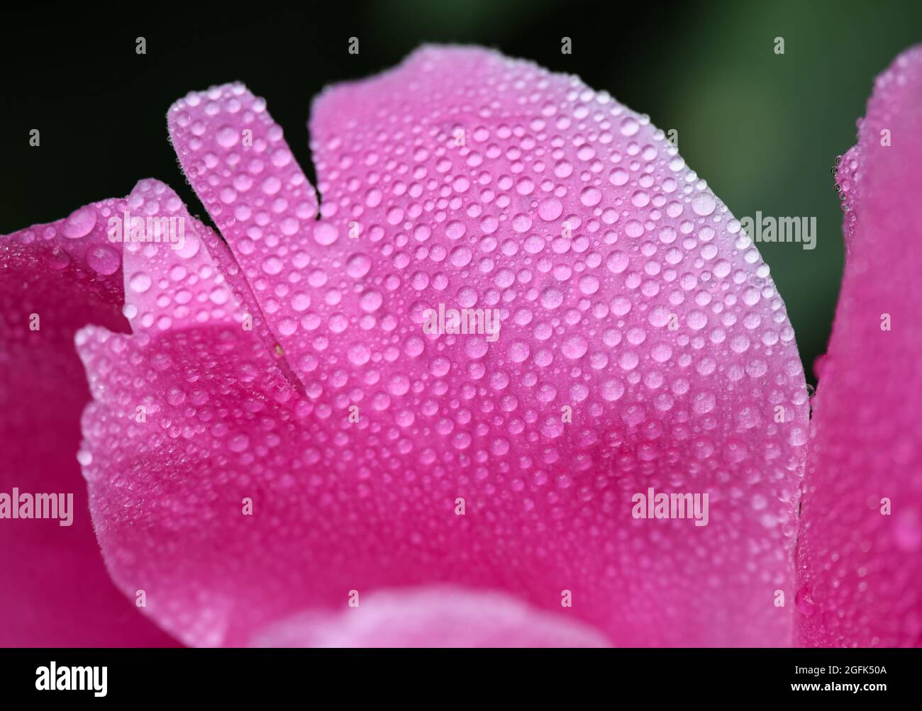 Macro shot of wet purple pink peony flower petals with rain or dew ...
