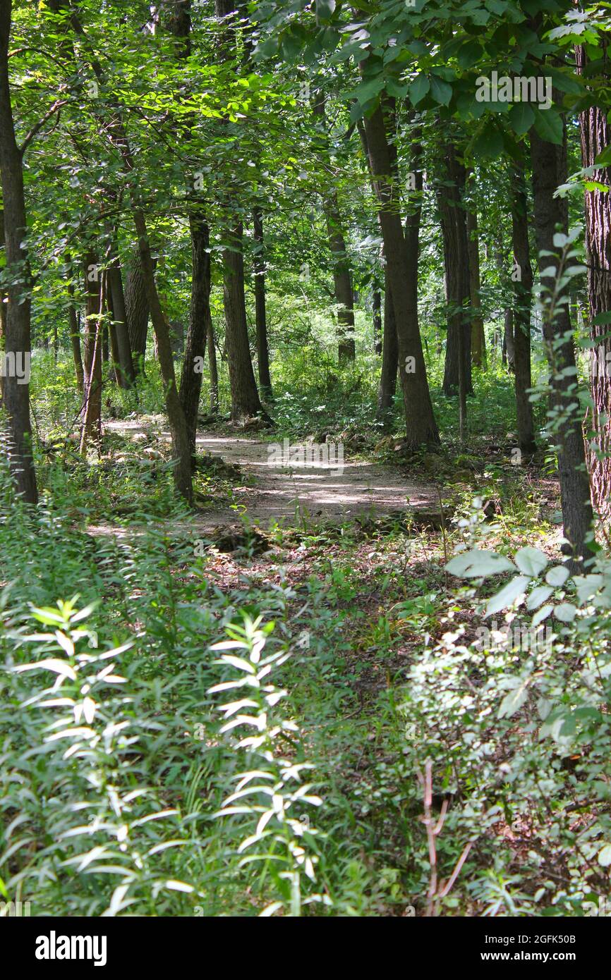 Quiet walking trail winding thru the summer woods while leading on a ...