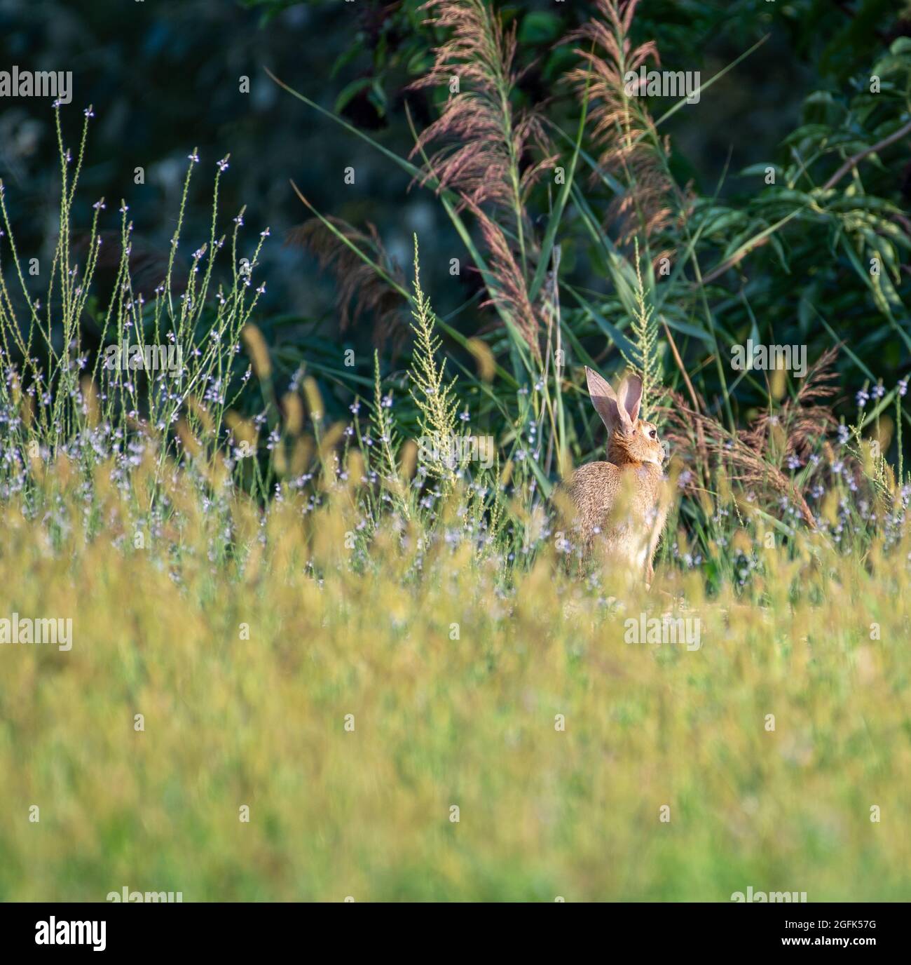 Jackrabbit standing hi-res stock photography and images - Alamy