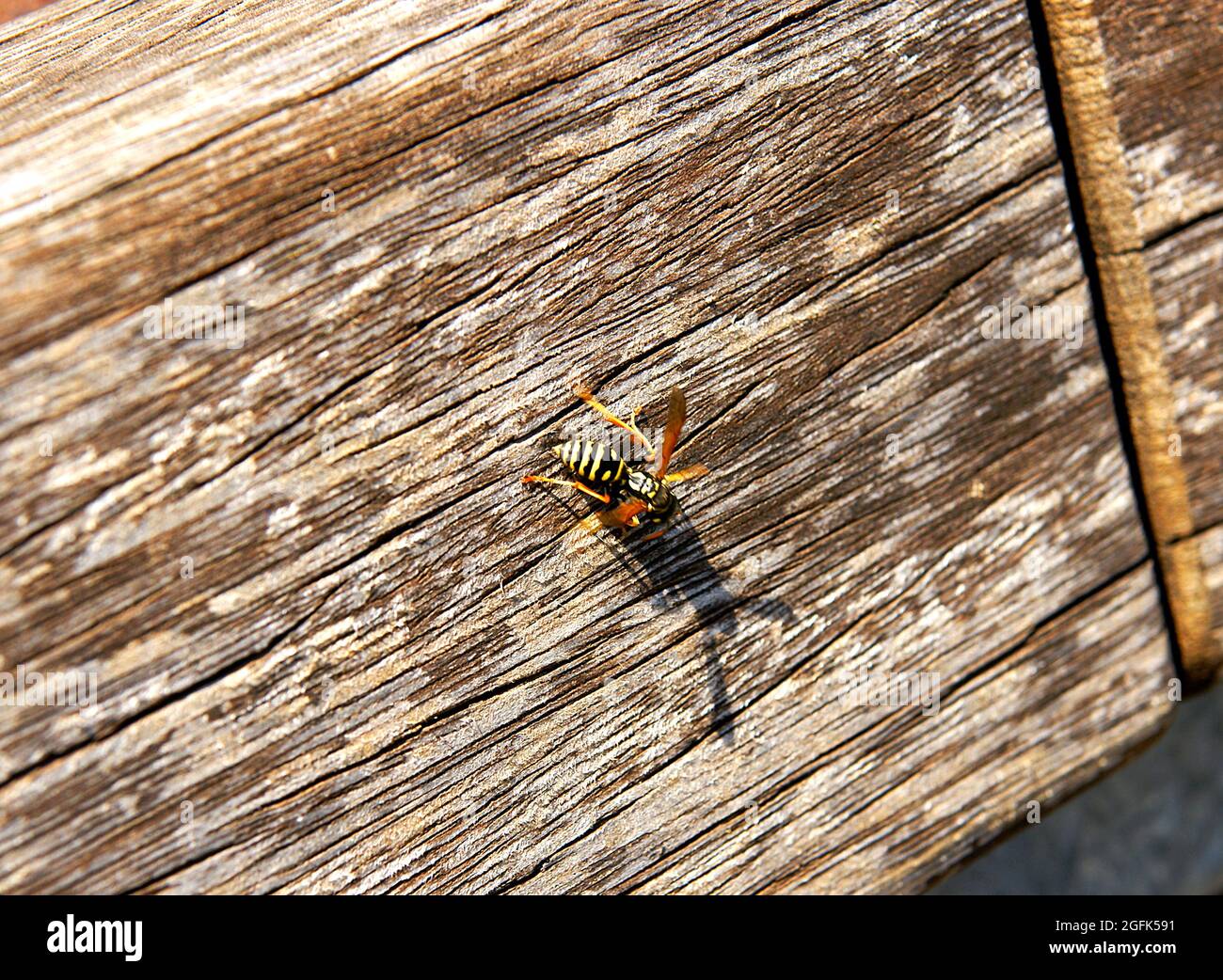 Wasp on a wood in the sun Stock Photo - Alamy