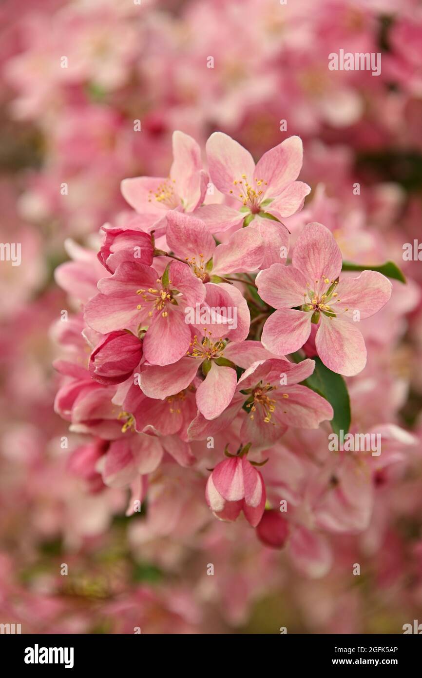 Close up pink Asian wild crabapple tree blossom with leaves over green ...