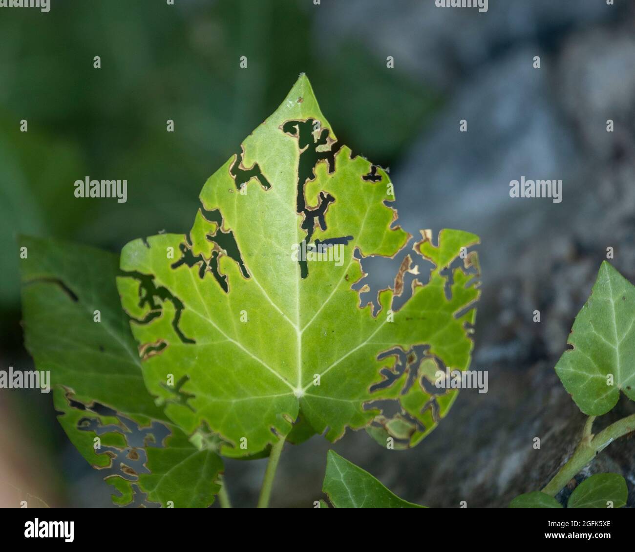 A deformed wall ivy leaf. Eaten by pests. Close up Stock Photo - Alamy