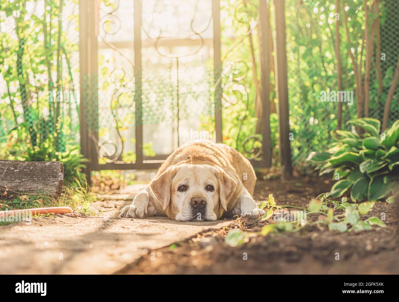cute fawn Labrador lies on a path in the garden Stock Photo - Alamy