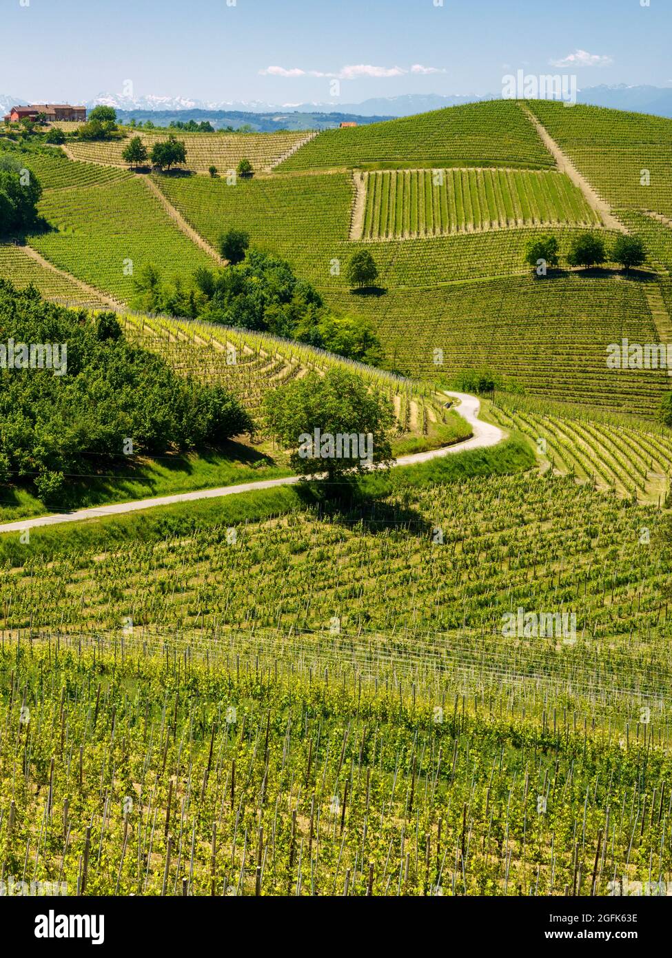 Rural landscape of vineyards at springtime in Langhe, Cuneo province ...