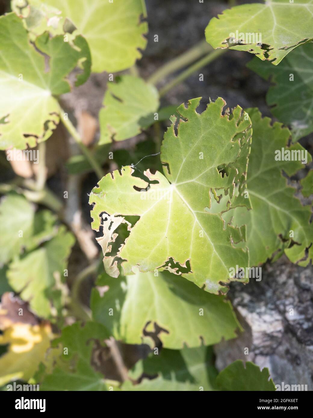 English ivy damage hi-res stock photography and images - Alamy