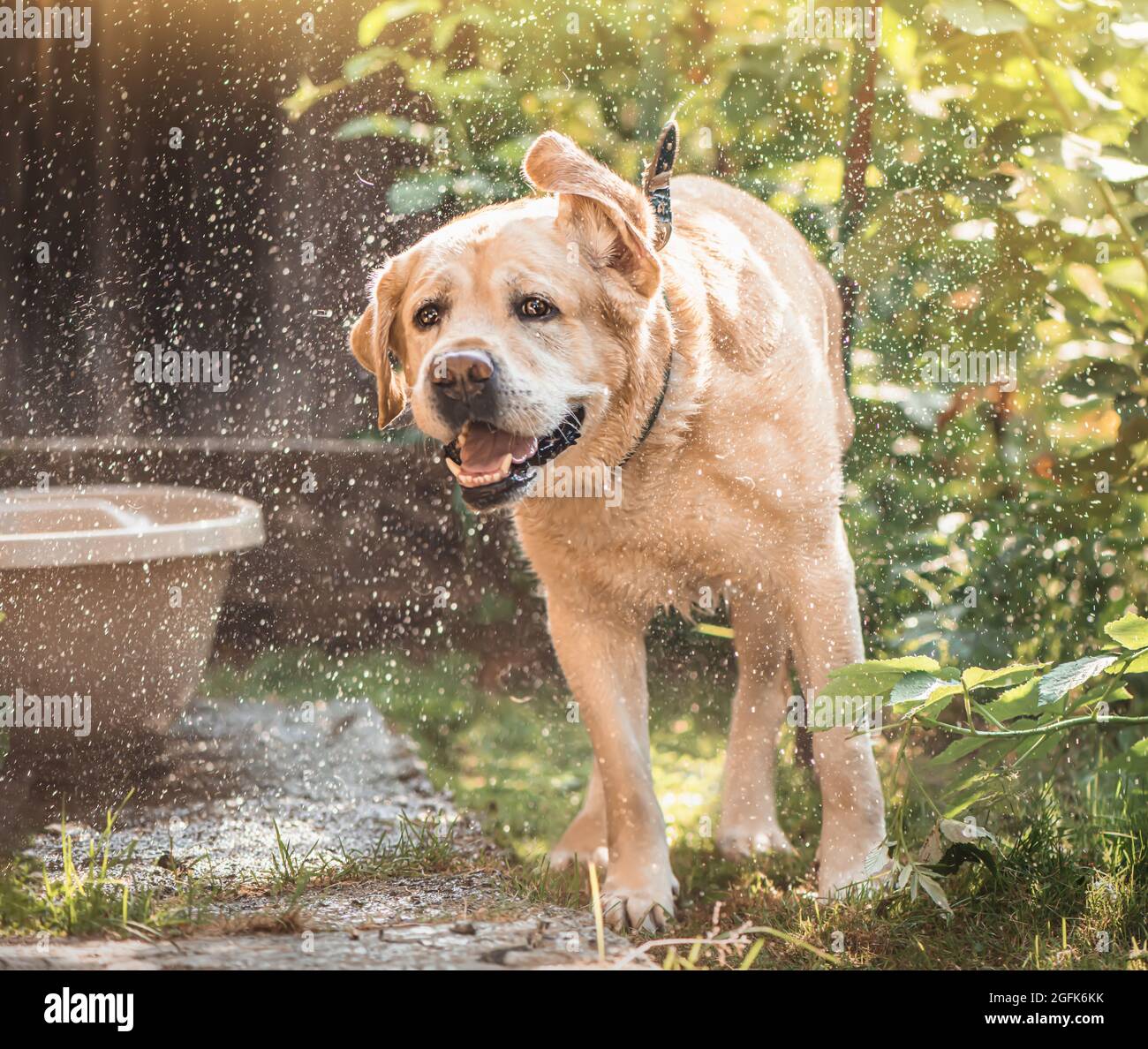 Bathing labrador puppy hi-res stock photography and images - Alamy