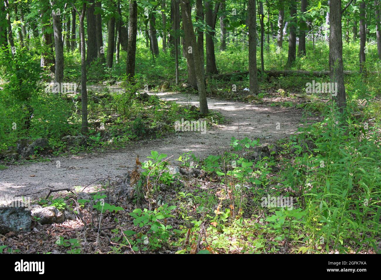 Quiet walking trail winding thru the summer woods while leading on a ...