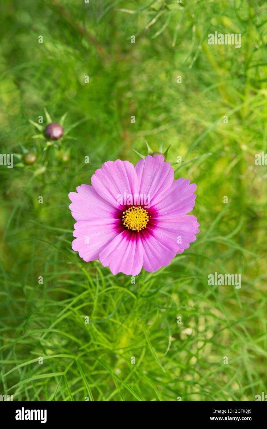 Cosmos bipinnatus flower Stock Photo - Alamy