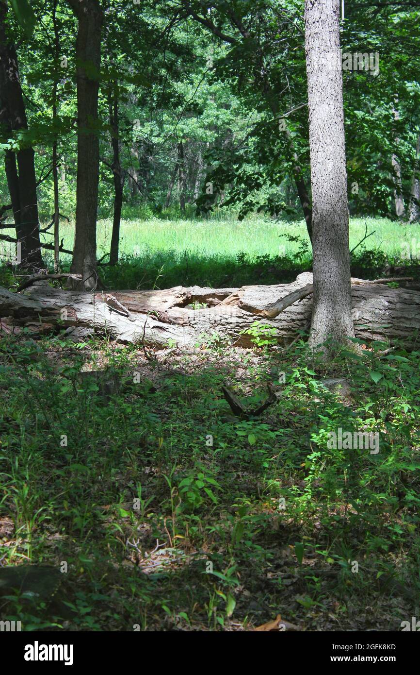 Interesting tree log laying in the summer woods Stock Photo - Alamy