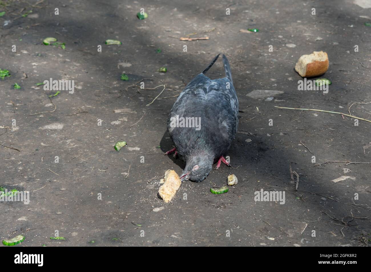 Sick pigeon hi-res stock photography and images - Alamy