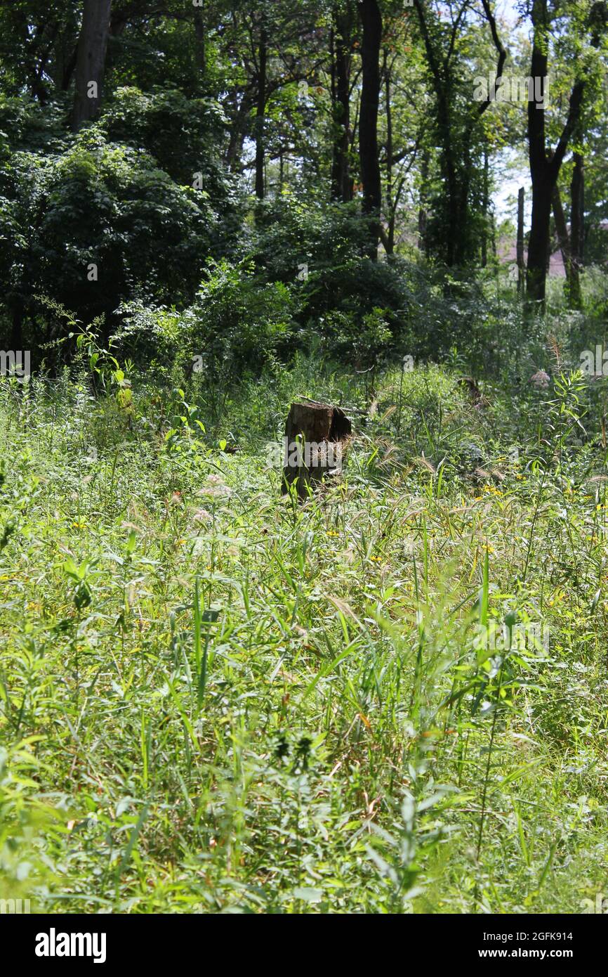 Tree trunk standing in the summer woods Stock Photo - Alamy
