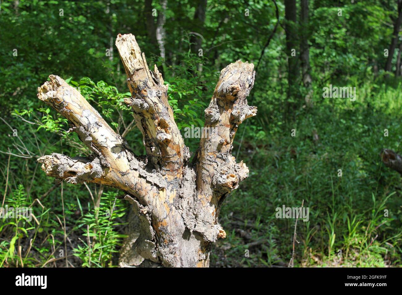 Interesting tree trunk laying in the summer woods Stock Photo - Alamy
