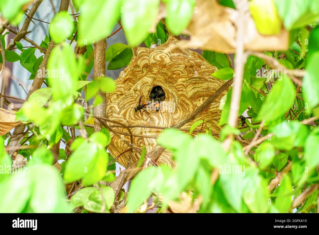 Dwarf honey bees in nest hi-res stock photography and images - Alamy
