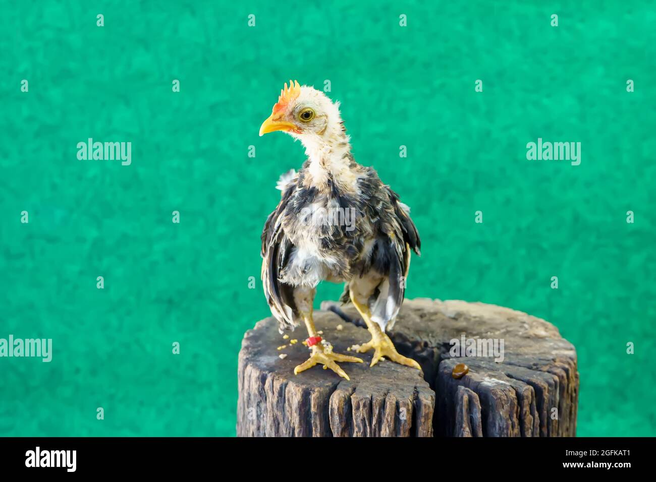 The serama or the malaysian serama are poses on the timber Stock Photo ...