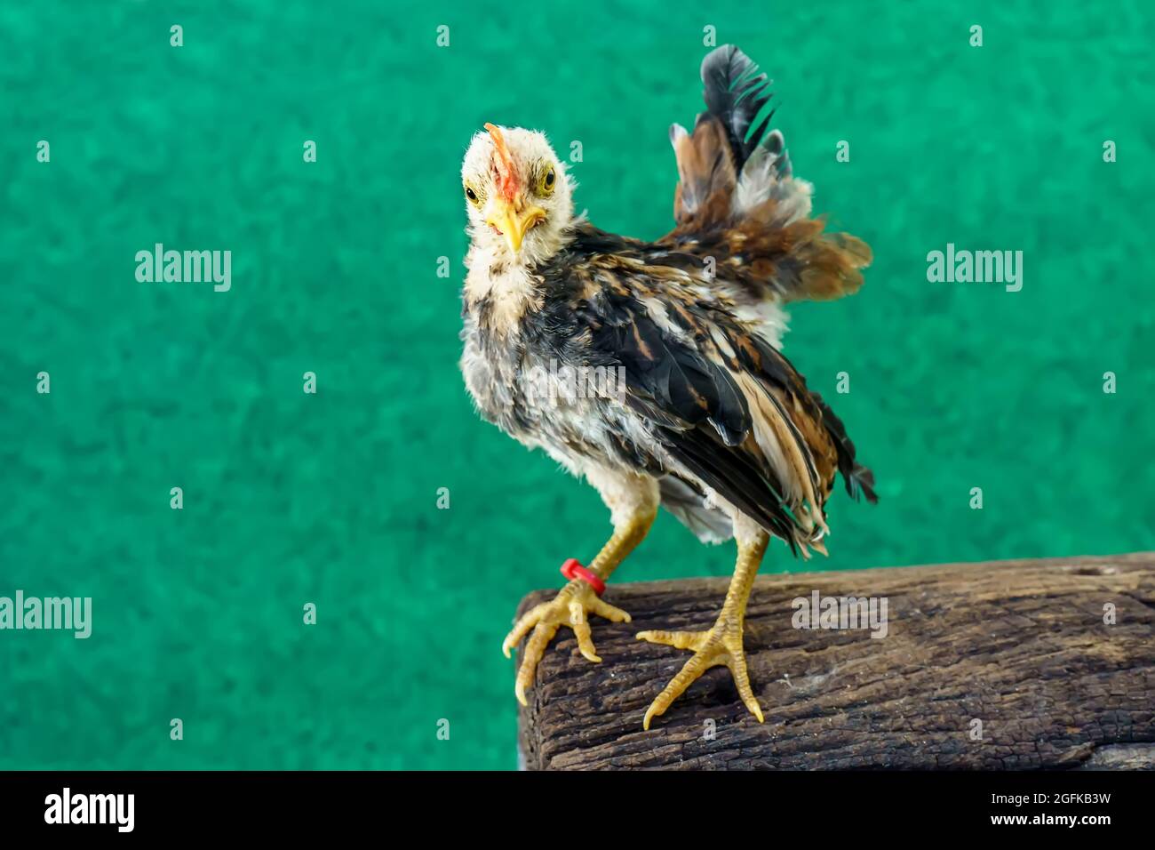 The serama or the malaysian serama are poses on the timber Stock Photo ...