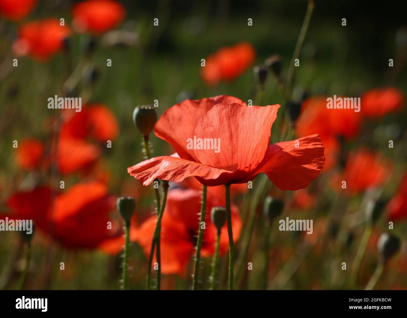 Close up backlit red poppy flowers in green field, low angle side view ...