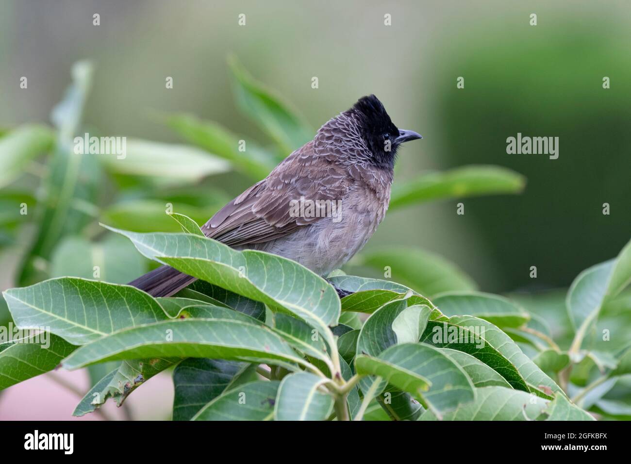 Red-vented Bulbul (Pycnonotus cafer) perching on tree branch Stock ...