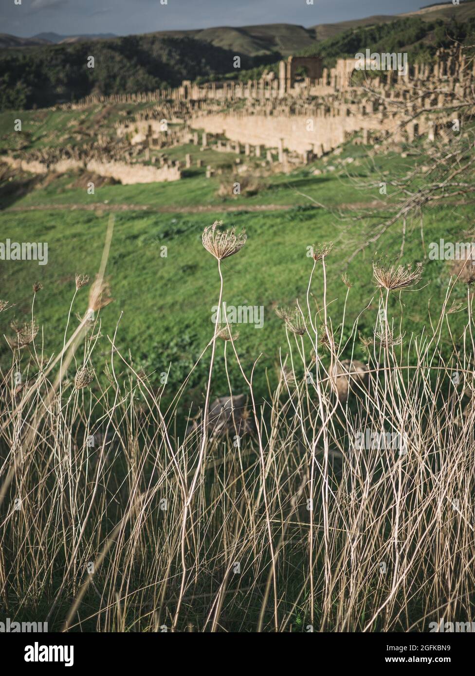 Roman city of Djemila, Algeria - UNESCO world heritage Stock Photo - Alamy