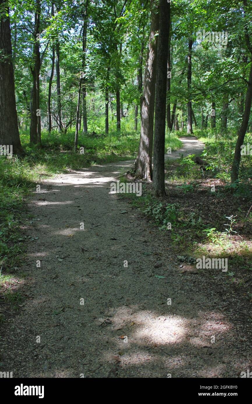 Quiet walking trail winding thru the summer woods while leading on a ...