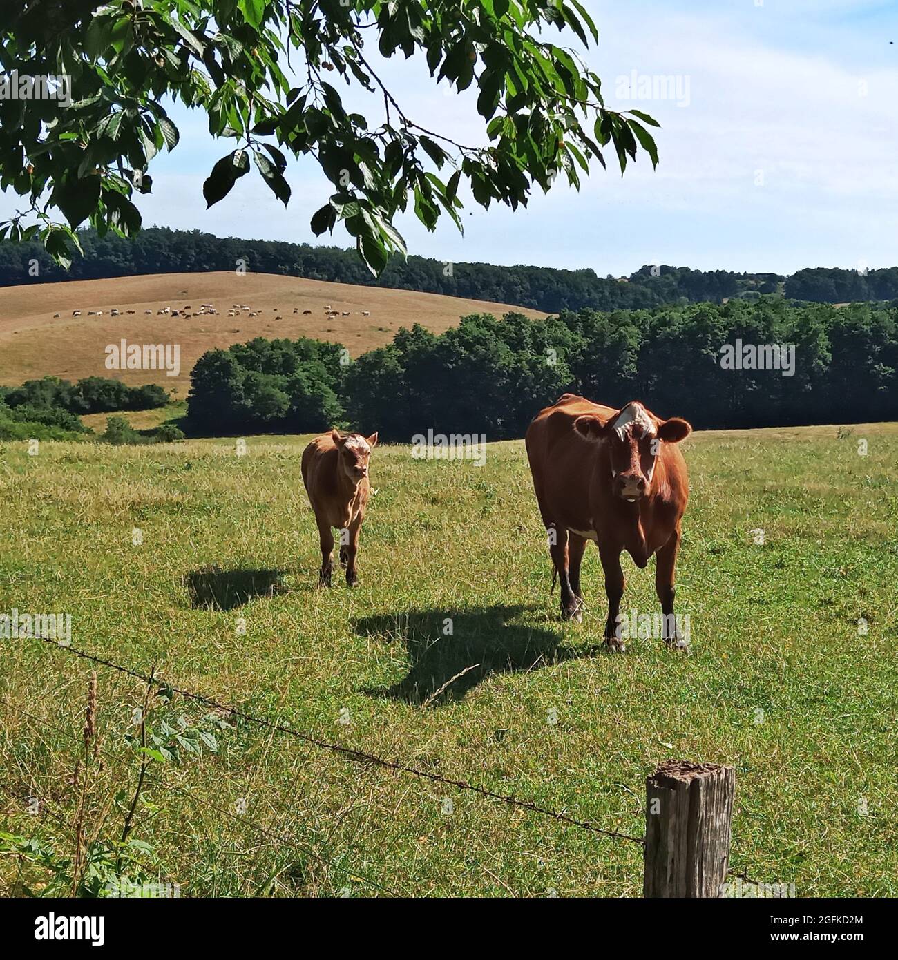 Cows on a meadow in Mecklenburg, Germany Stock Photo - Alamy