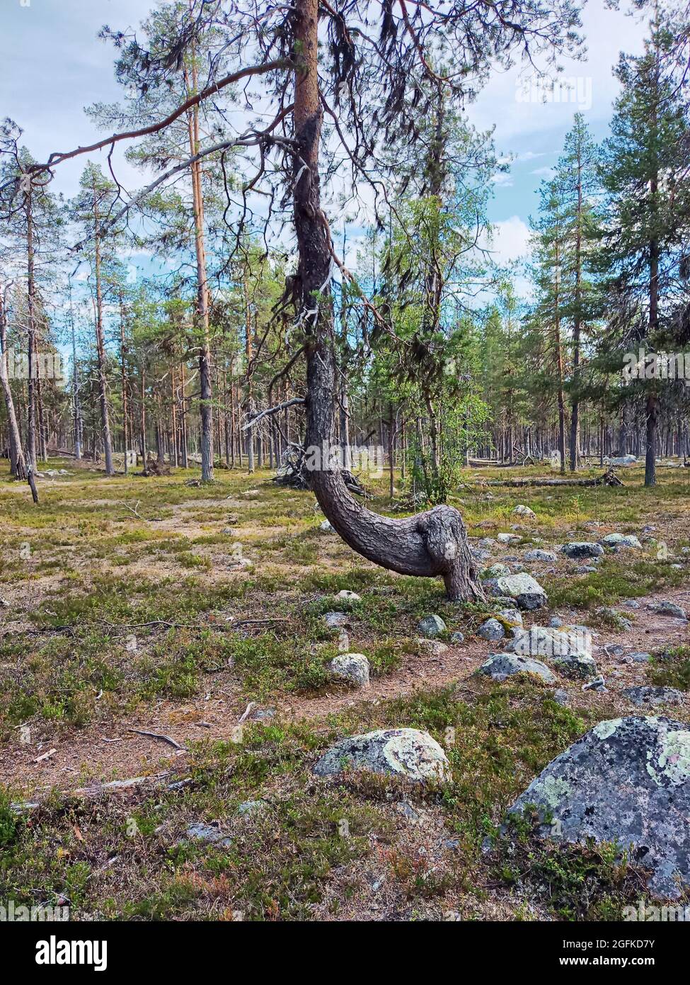吳鎮 老松圖 crooked pine hi-res stock photography and images - Alamy