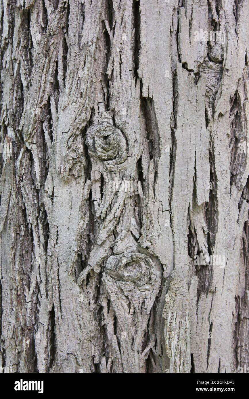 Thick tree trunk of a huge oak tree growing in the summer woods Stock ...