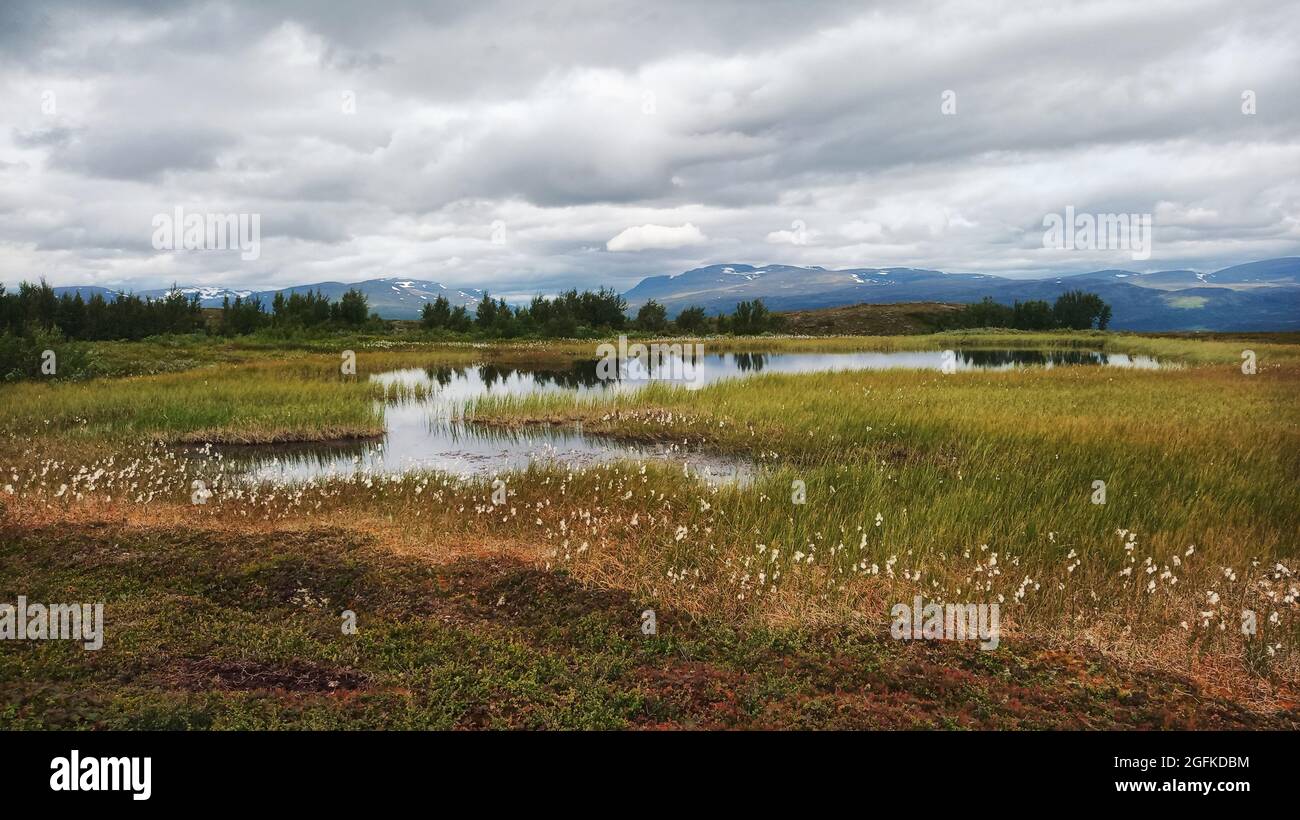 Marshland and lake in northern Swedish Lapland Stock Photo - Alamy