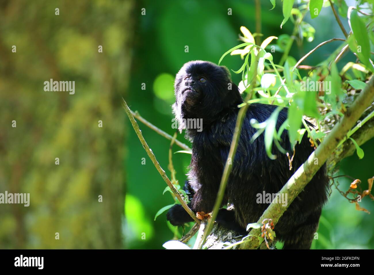 The cute monkey Goeldis marmoset (Callimico goeldii Stock Photo - Alamy