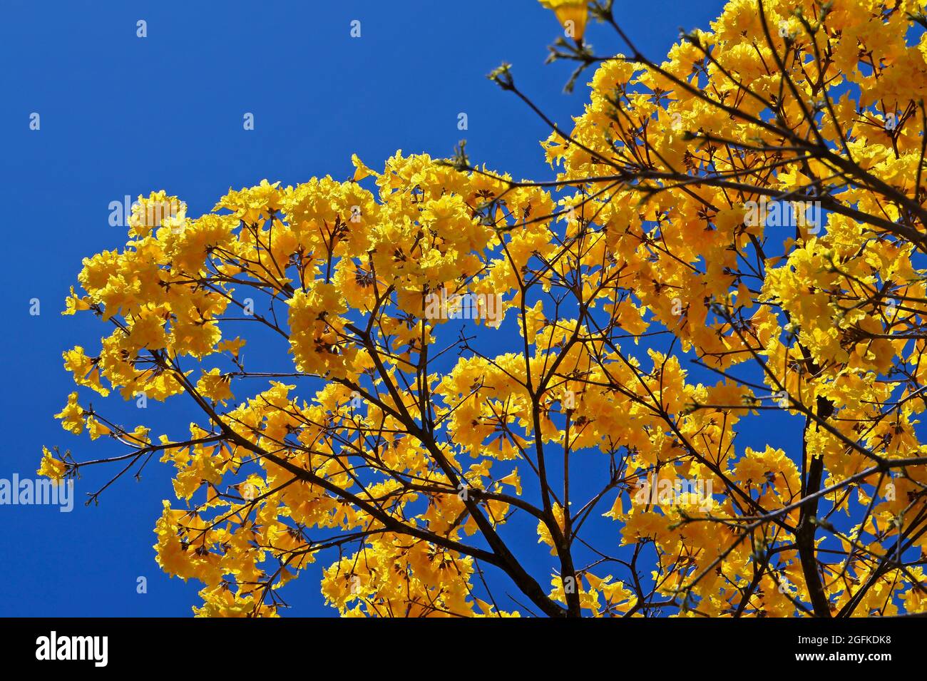 Golden trumpet tree or Yellow ipe tree (Handroanthus chrysotrichus ...