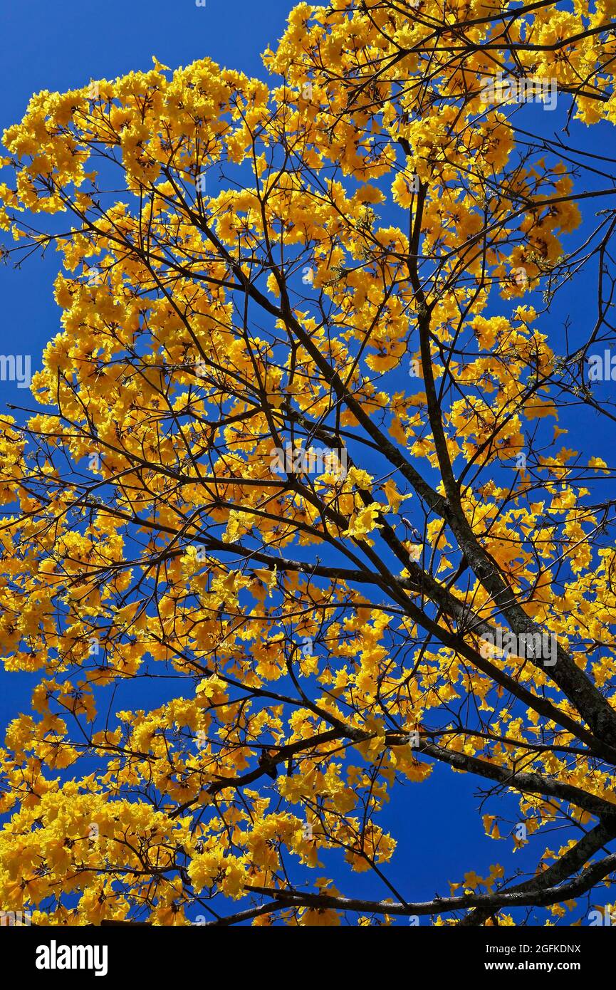 Golden trumpet tree or Yellow ipe tree (Handroanthus chrysotrichus ...