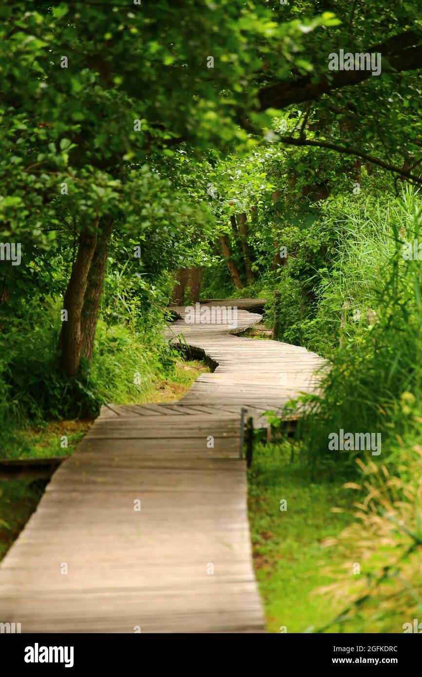 Wooden path leading through a dense forest Stock Photo - Alamy