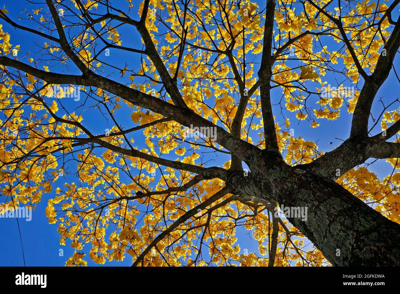 Golden trumpet tree or Yellow ipe tree (Handroanthus chrysotrichus ...