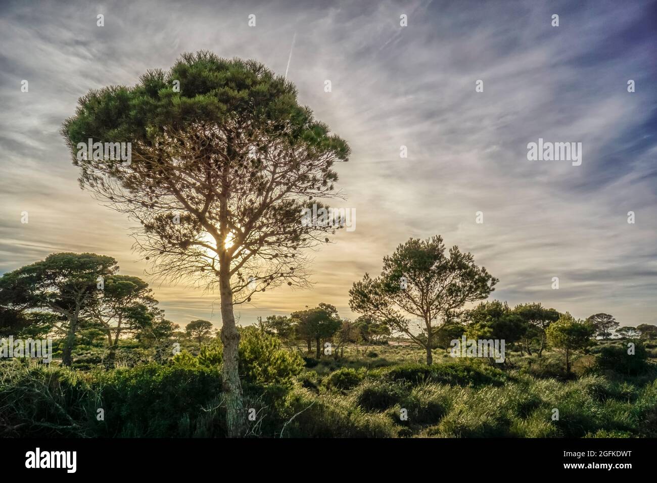 Forest and grassland of Oran, Algeria Stock Photo - Alamy