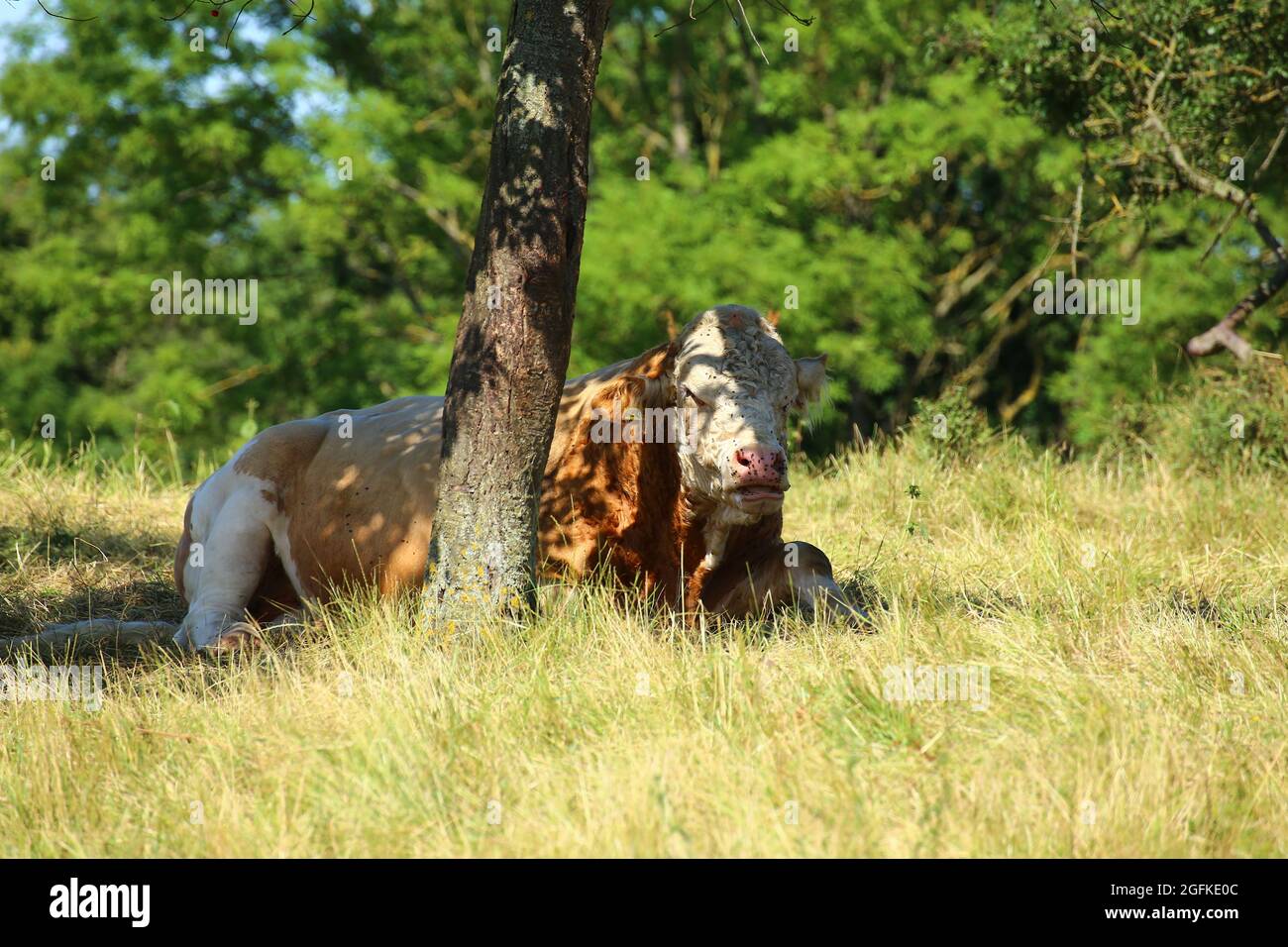 Cow resting in shade hi-res stock photography and images - Alamy