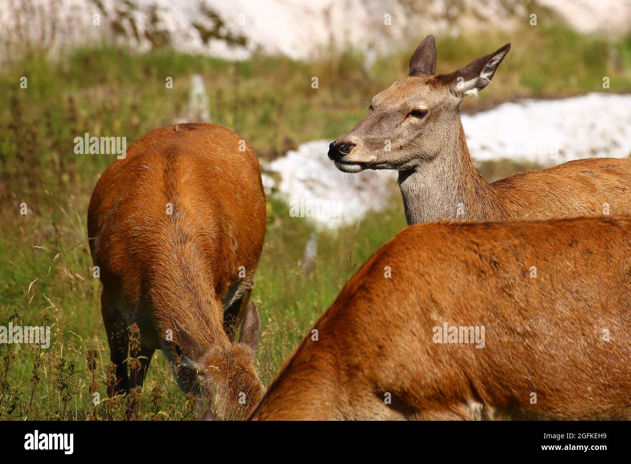 Red deer doe (Cervus elaphus) in focus Stock Photo - Alamy