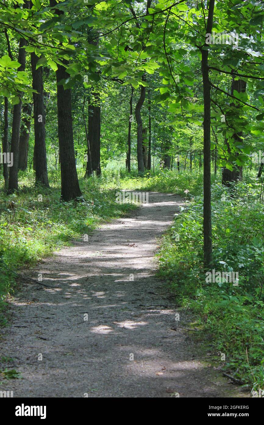Quiet walking trail winding thru the summer woods while leading on a ...