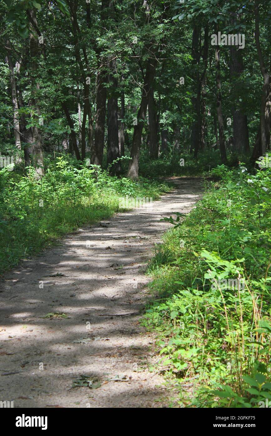 Quiet walking trail winding thru the summer woods while leading on a ...