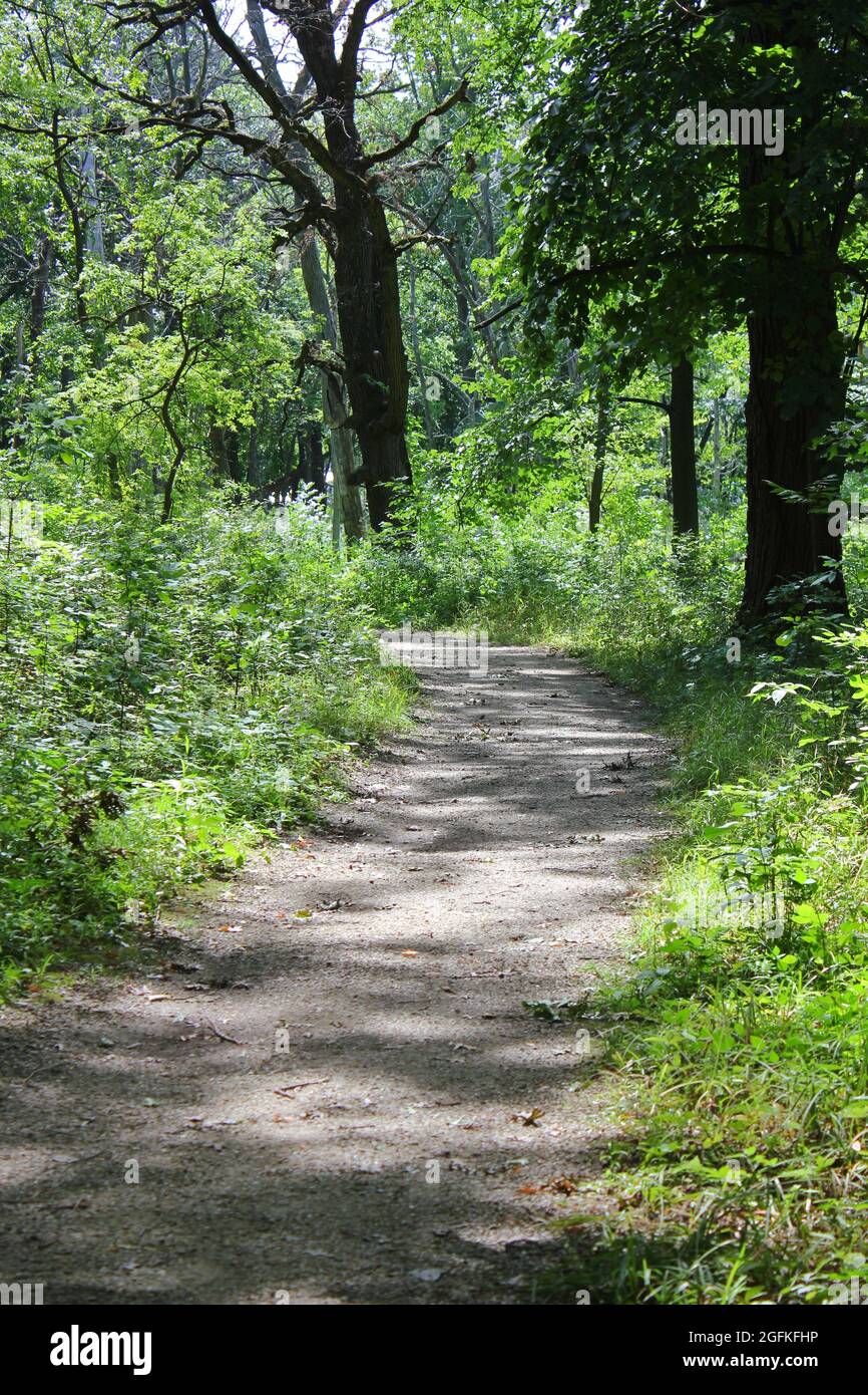 Quiet walking trail winding thru the summer woods while leading on a ...