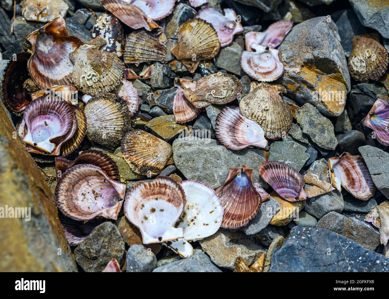 Many empty scallop shells on the beach Stock Photo - Alamy