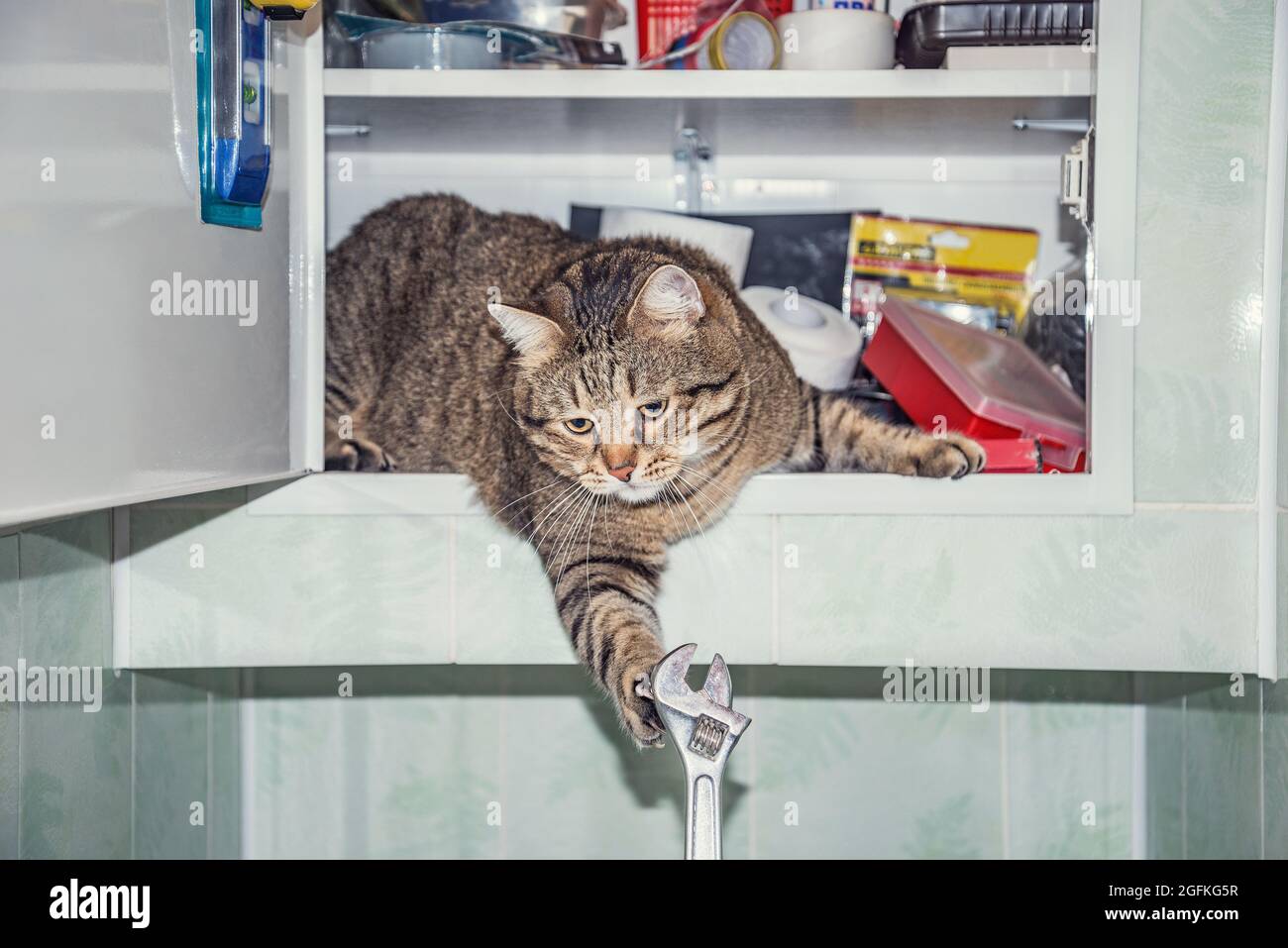 Male cat inside of the tool cabinet touches adjustable wrench Stock ...